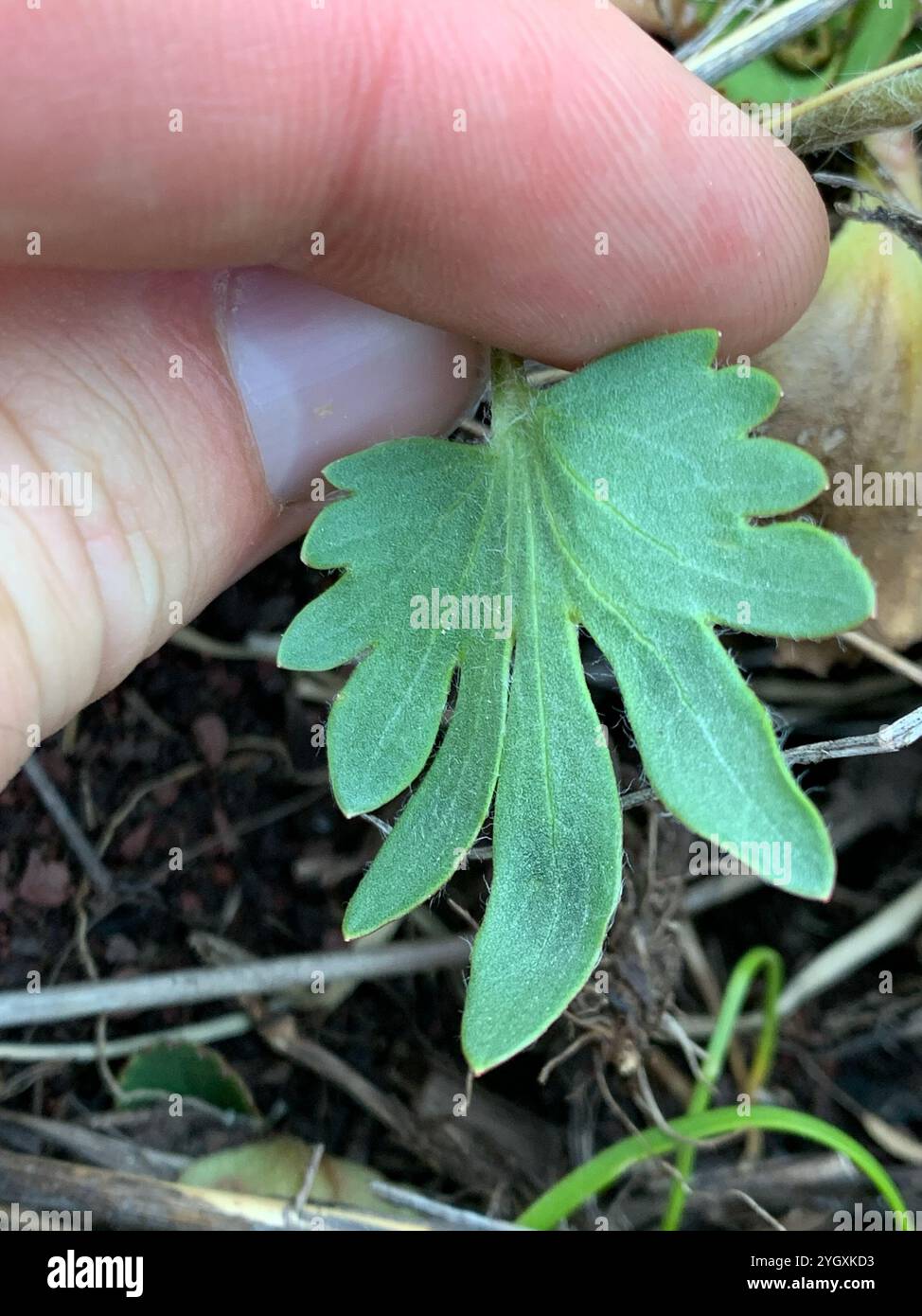 heartleaf buttercup (Ranunculus cardiophyllus Stock Photo - Alamy