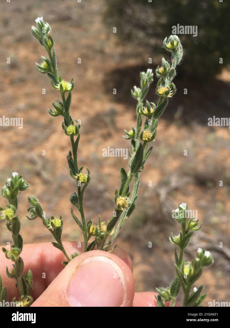 (Lappula occidentalis occidentalis Stock Photo - Alamy