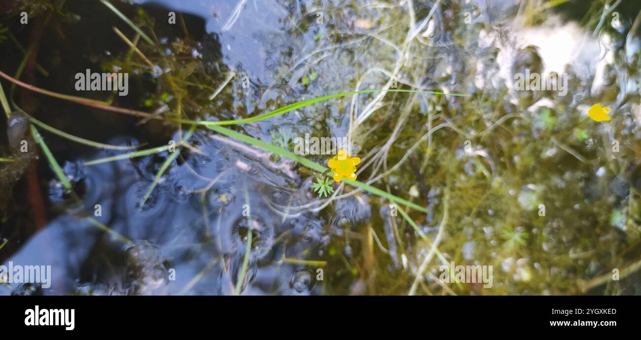 Small Yellow Water-crowfoot (Ranunculus gmelinii Stock Photo - Alamy