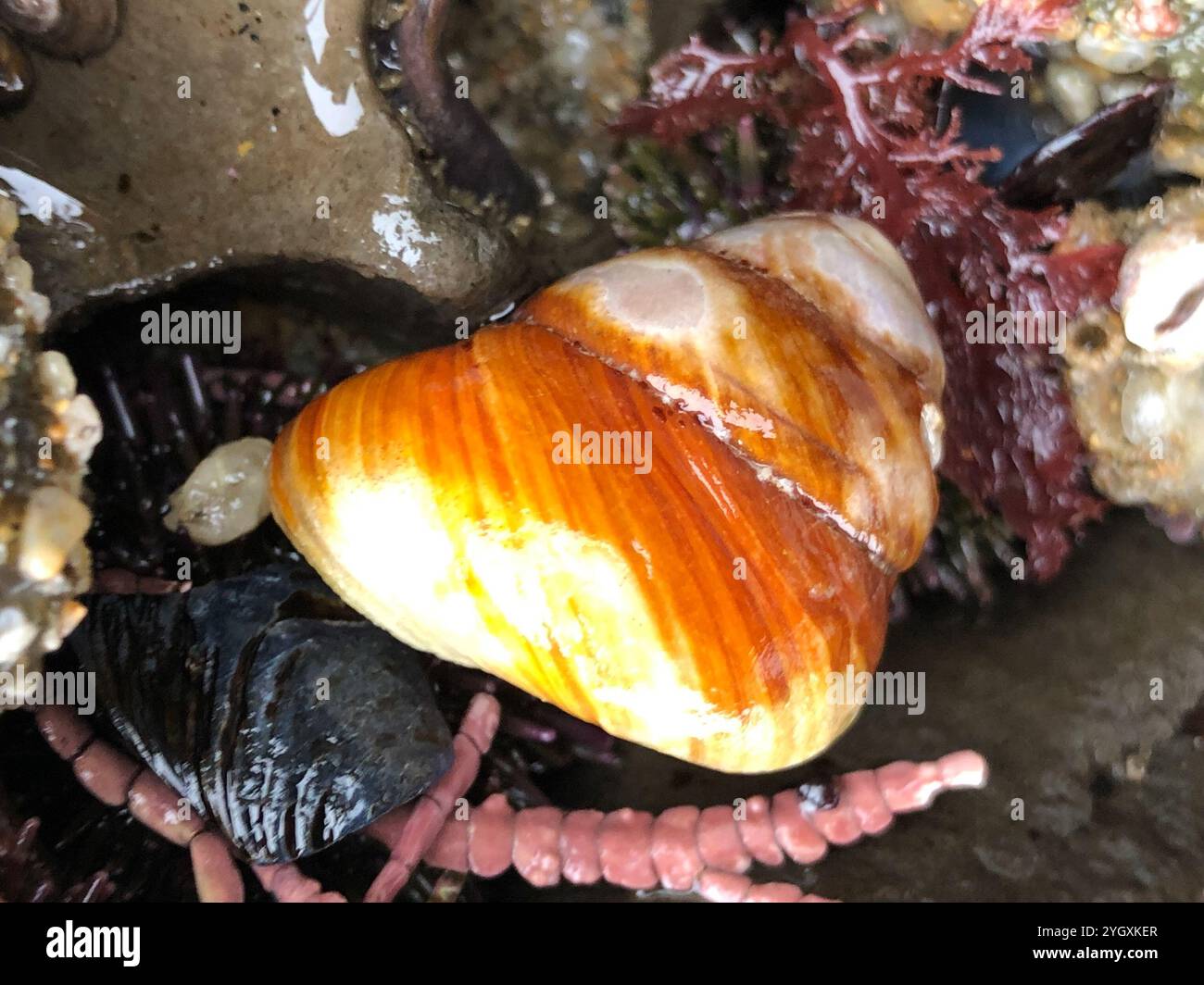 Tegula brunnea hi-res stock photography and images - Alamy