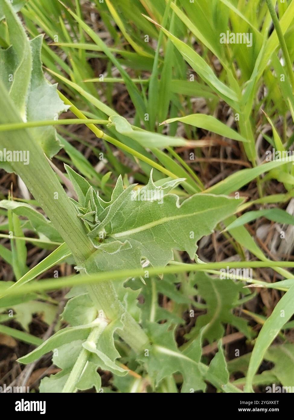 chicory (Cichorium intybus Stock Photo - Alamy