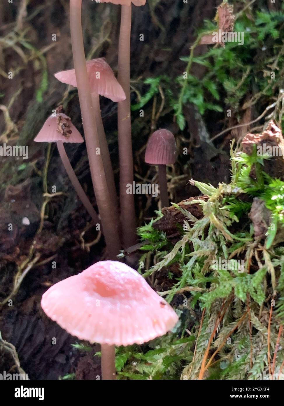 Bleeding Fairy Helmet (Mycena haematopus Stock Photo - Alamy