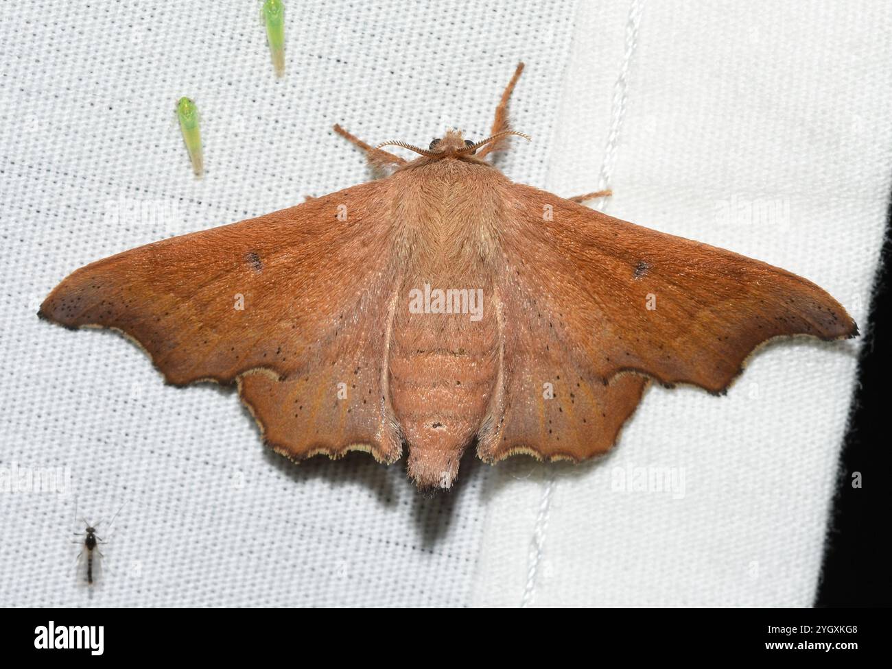 Scalloped Sack-bearer Moth (Lacosoma chiridota Stock Photo - Alamy