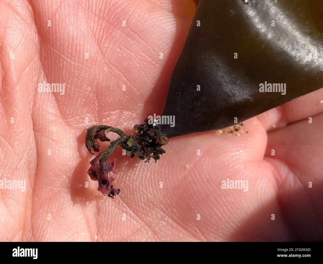 Sea Sacks (Halosaccion glandiforme Stock Photo - Alamy