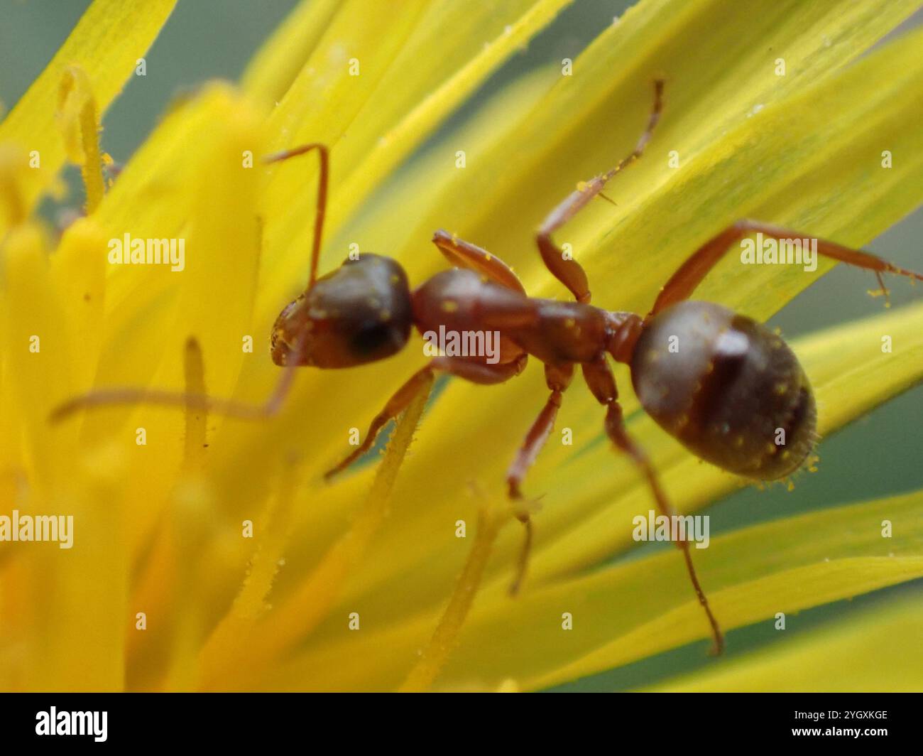 fusca-group Field Ants and Allies (Formica fusca Stock Photo - Alamy