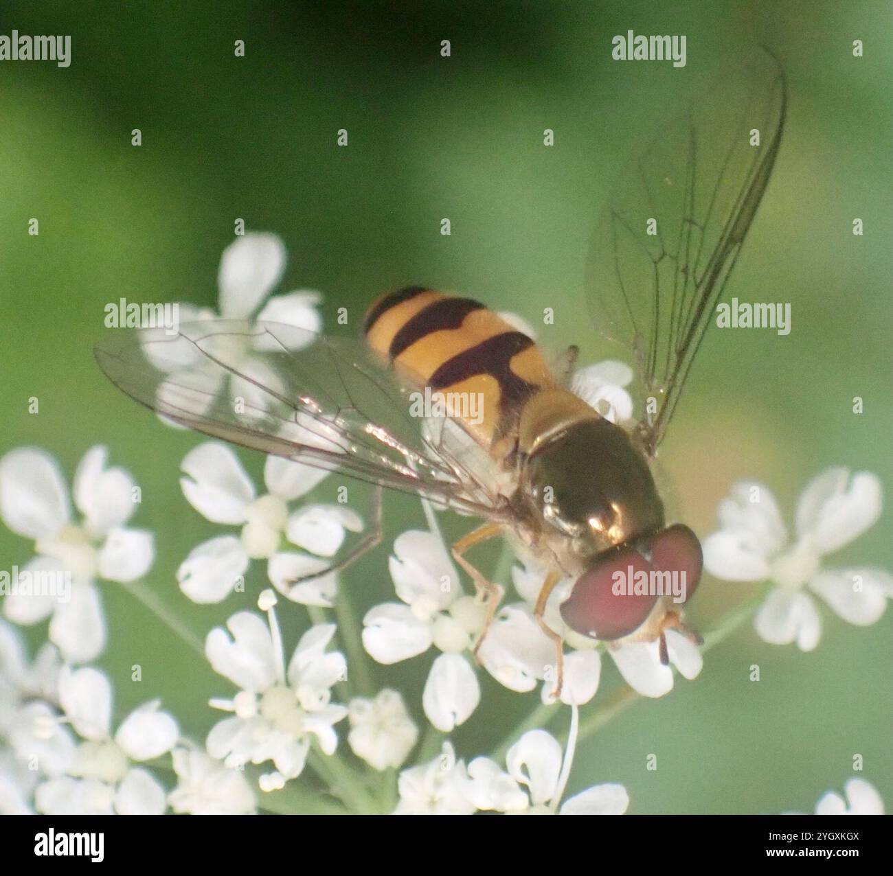 Meliscaeva cinctella hi-res stock photography and images - Alamy