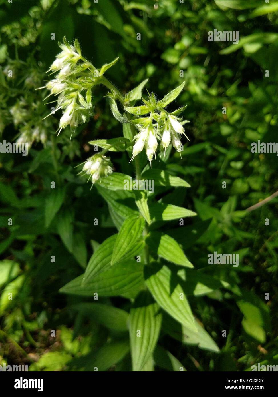 false gromwell (Lithospermum parviflorum Stock Photo - Alamy