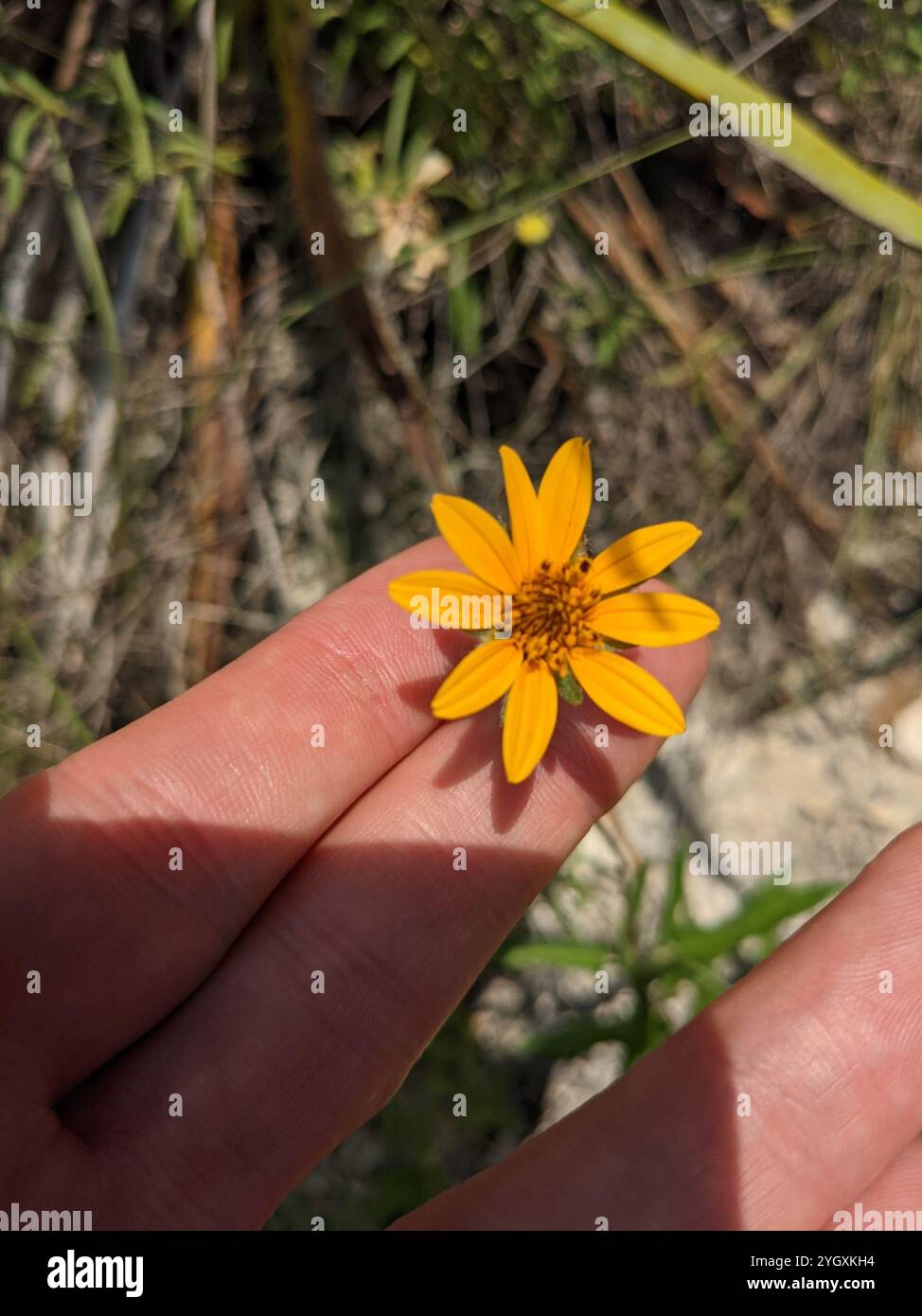 Texas creeping-oxeye (Wedelia hispida Stock Photo - Alamy