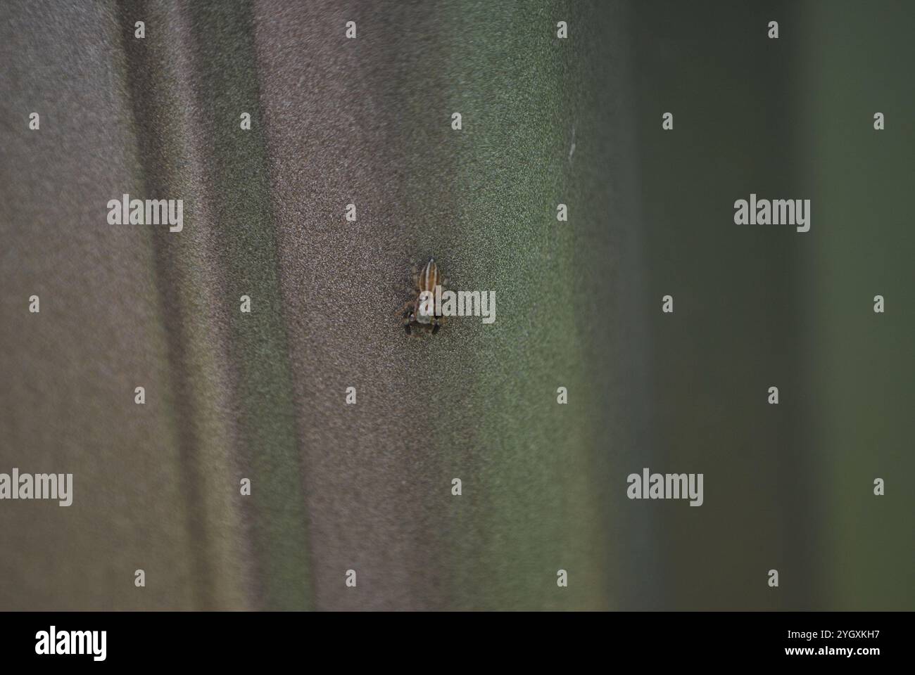 Four-lined Slender Jumping Spider (Marpissa lineata Stock Photo - Alamy