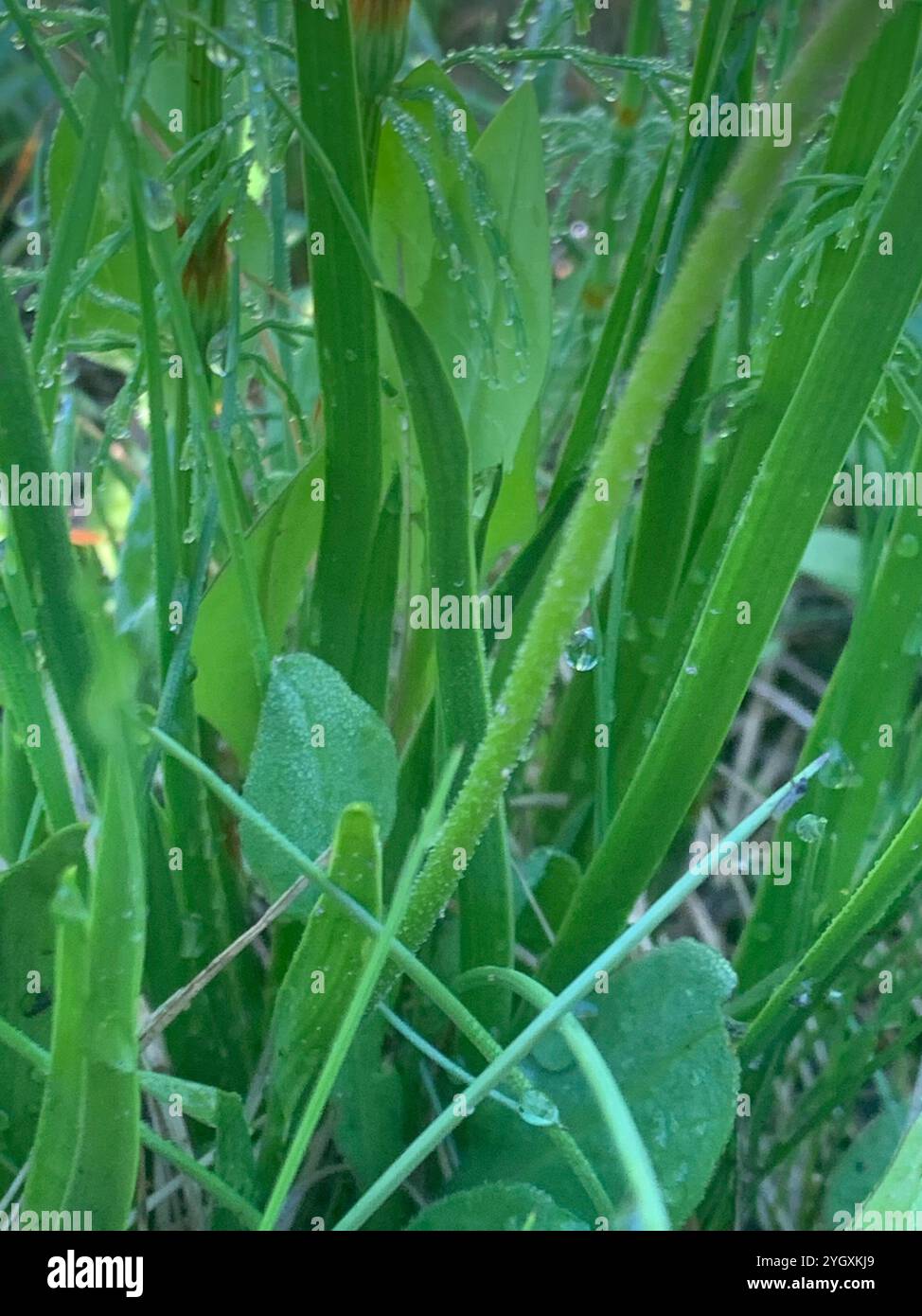 Sticky False Asphodel (Triantha glutinosa Stock Photo - Alamy