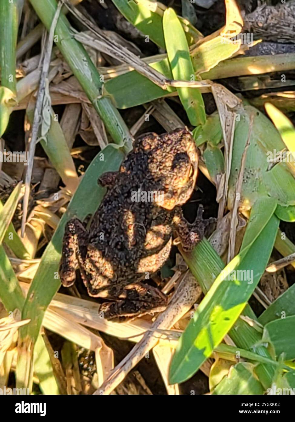 True Toads (Bufonidae Stock Photo - Alamy