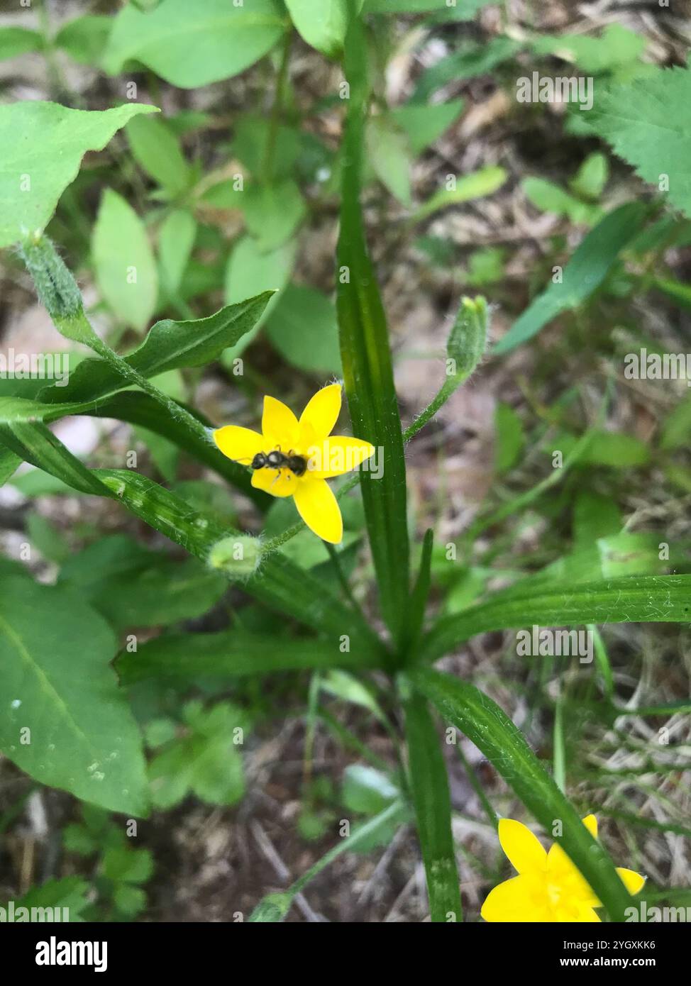 Sweat Bees (Halictidae Stock Photo - Alamy