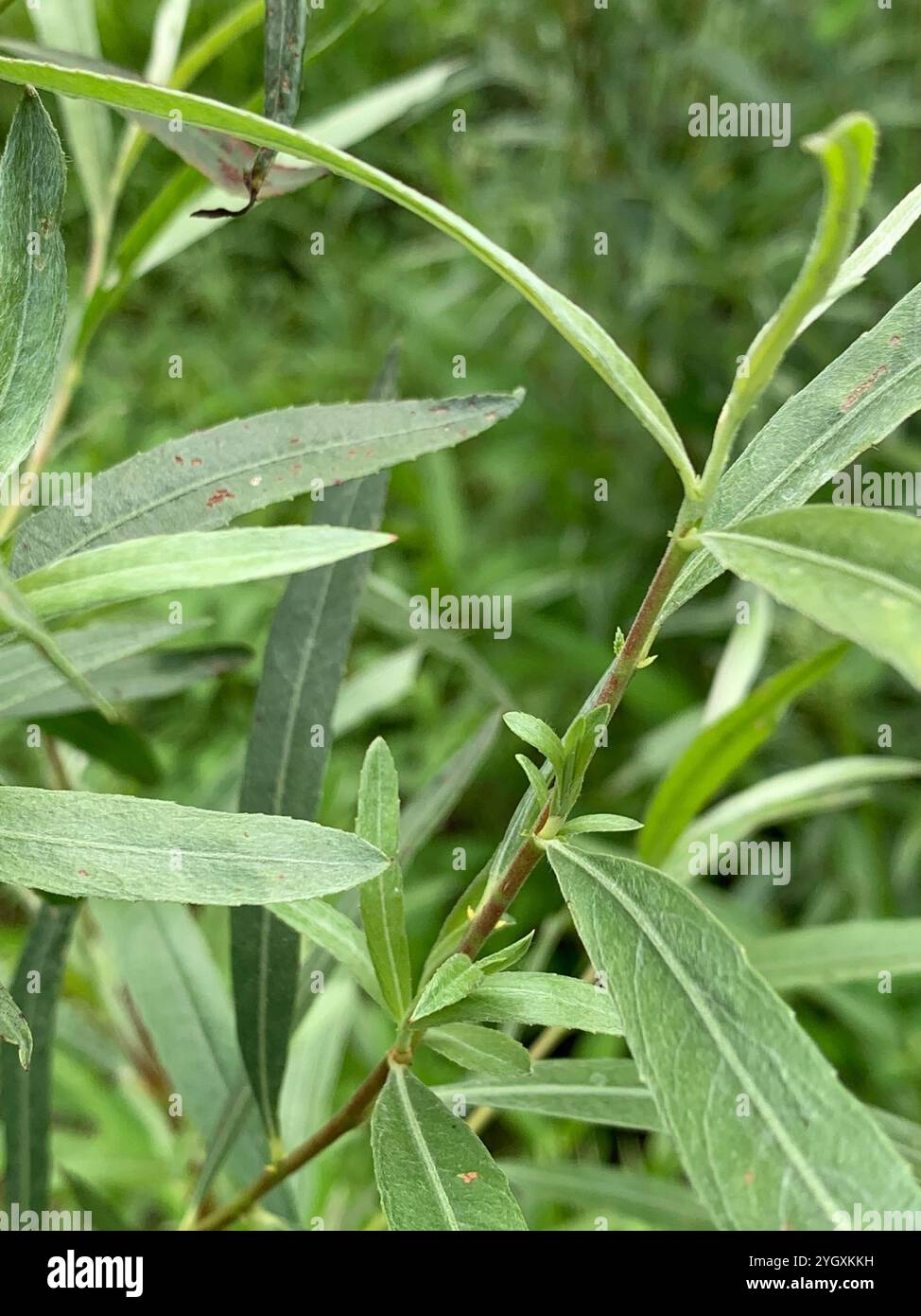 interior sandbar willow (Salix interior Stock Photo - Alamy