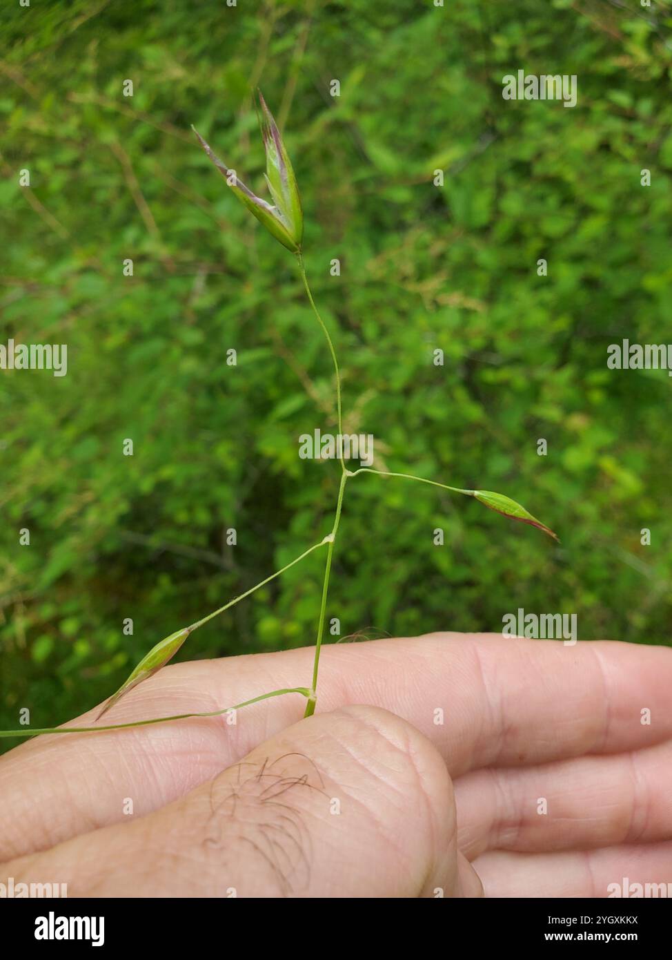 California oatgrass (Danthonia californica Stock Photo - Alamy