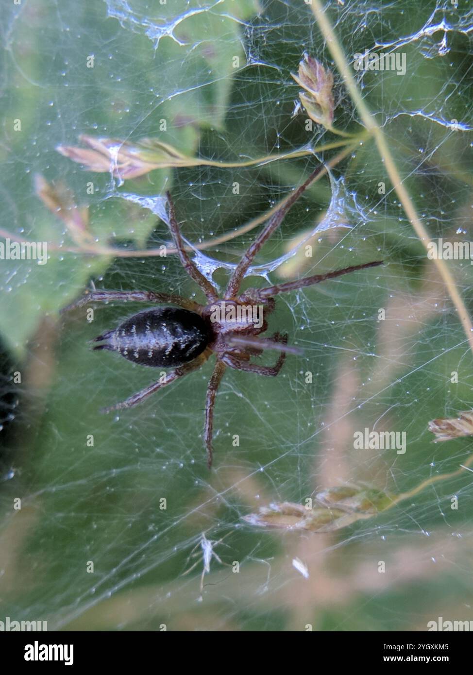 Labyrinth spider (Agelena labyrinthica Stock Photo - Alamy