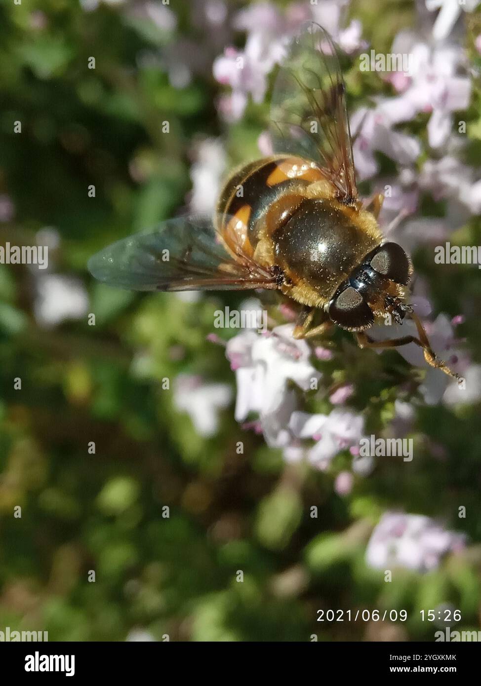 Stripe-winged Drone Fly (Eristalis horticola Stock Photo - Alamy