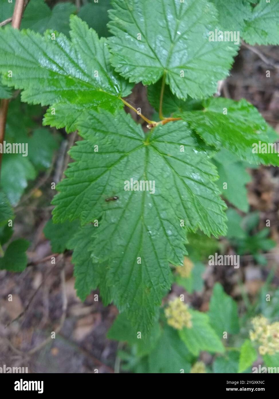Pacific ninebark (Physocarpus capitatus Stock Photo - Alamy