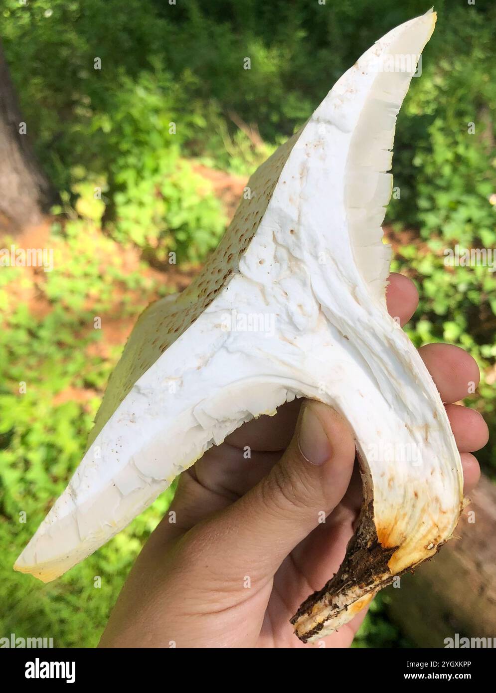 Trainwrecker (Neolentinus lepideus Stock Photo - Alamy