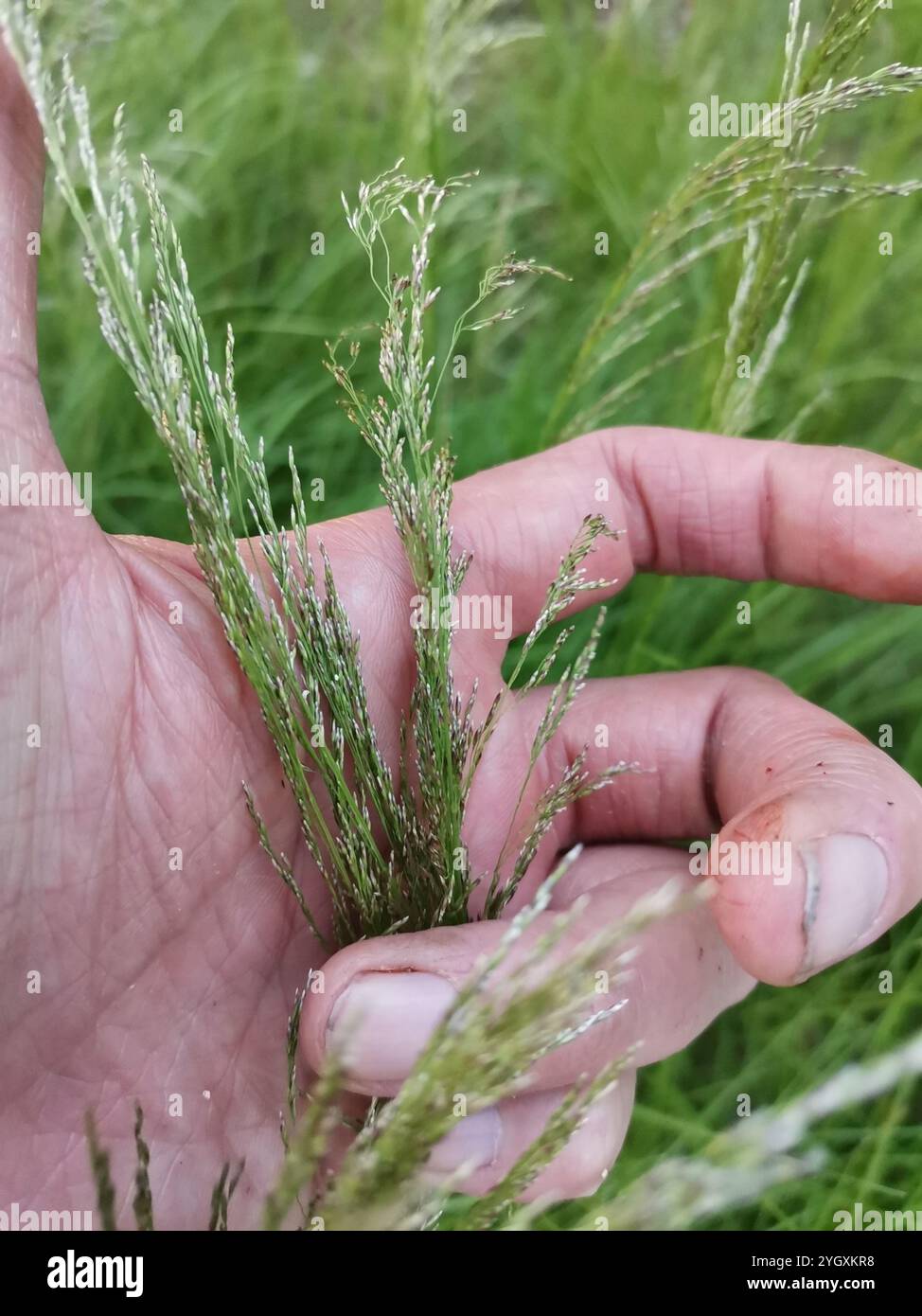 tufted hair grass (Deschampsia cespitosa Stock Photo - Alamy