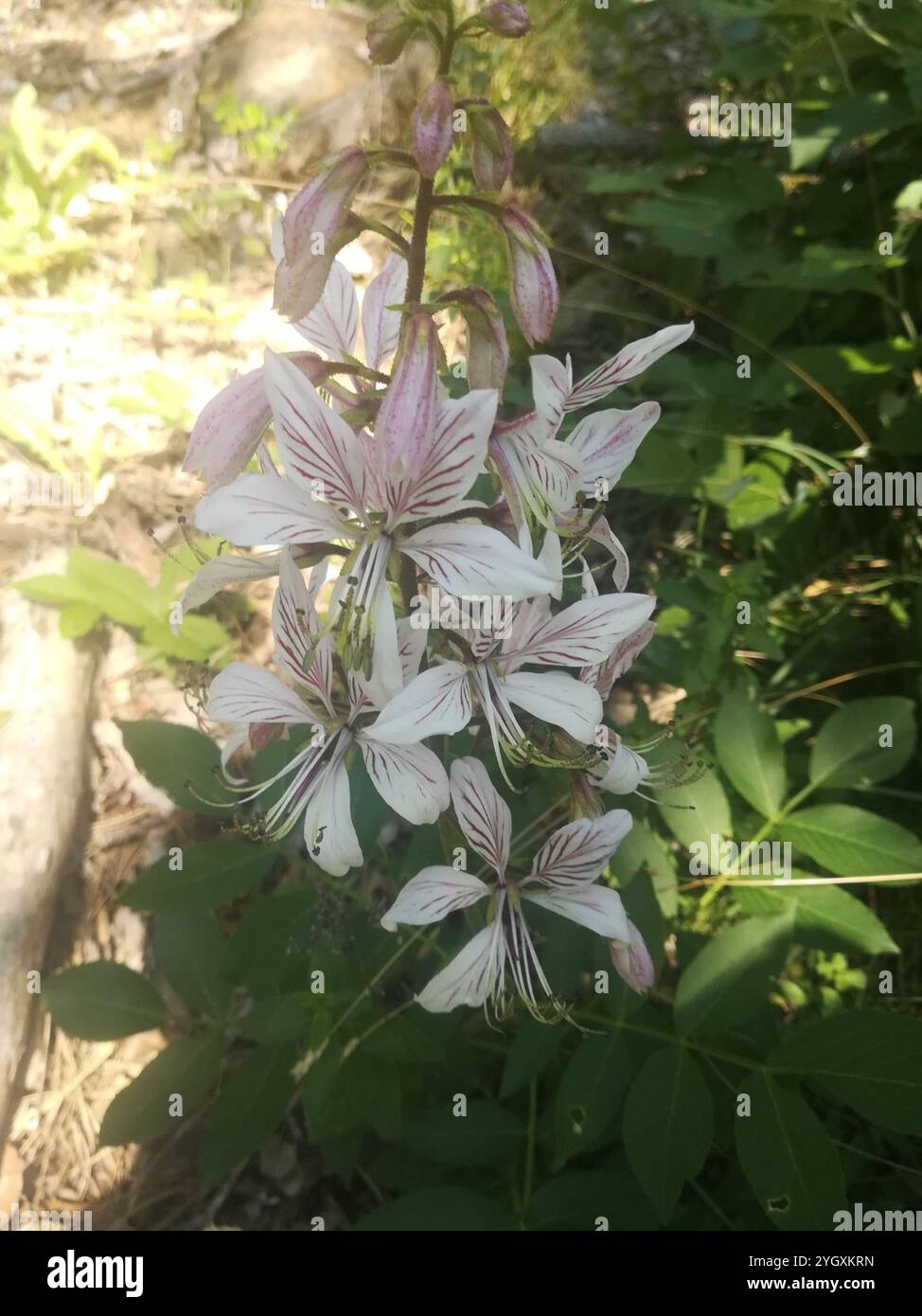 white dittany (Dictamnus albus Stock Photo - Alamy