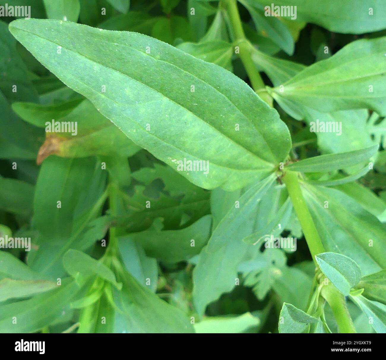 common soapwort (Saponaria officinalis Stock Photo - Alamy