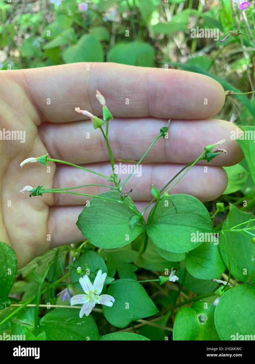 Candy Flower (Claytonia sibirica Stock Photo - Alamy
