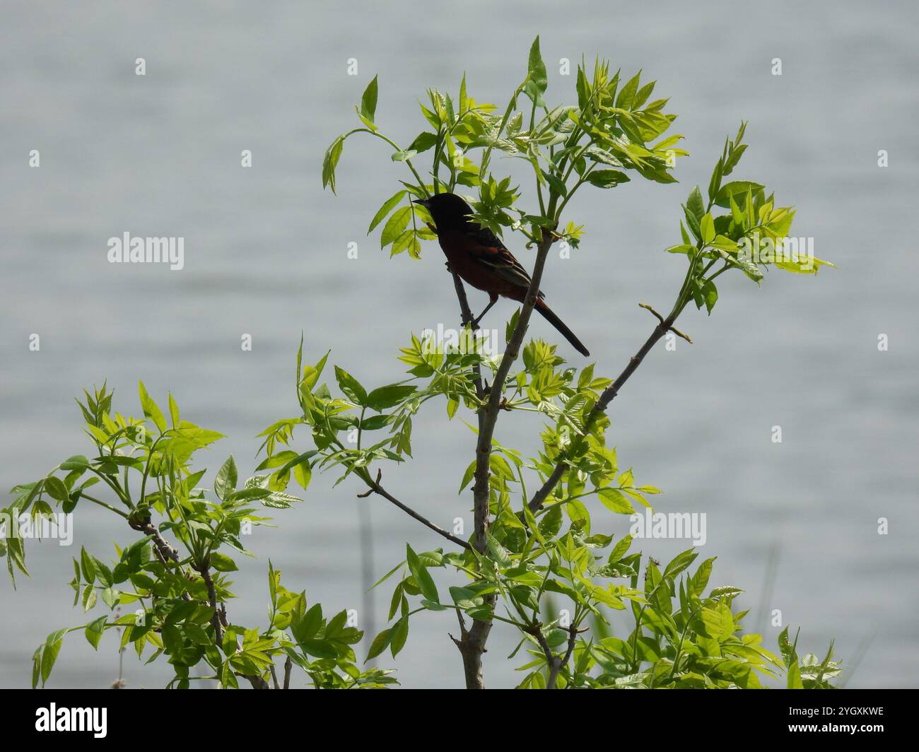 Orchard Oriole (Icterus spurius Stock Photo - Alamy