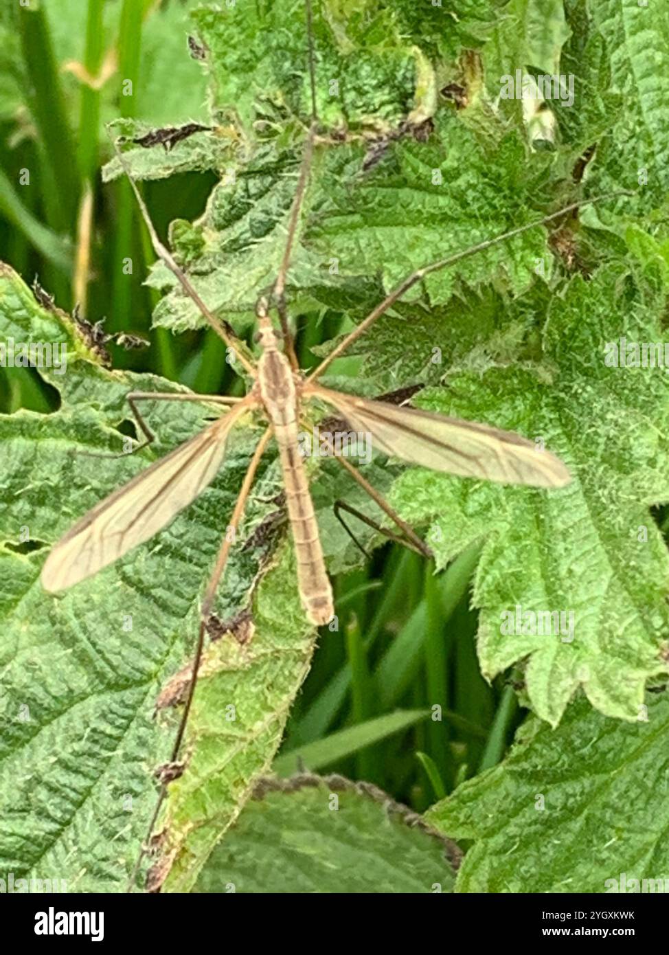 European Crane Fly (Tipula paludosa Stock Photo - Alamy