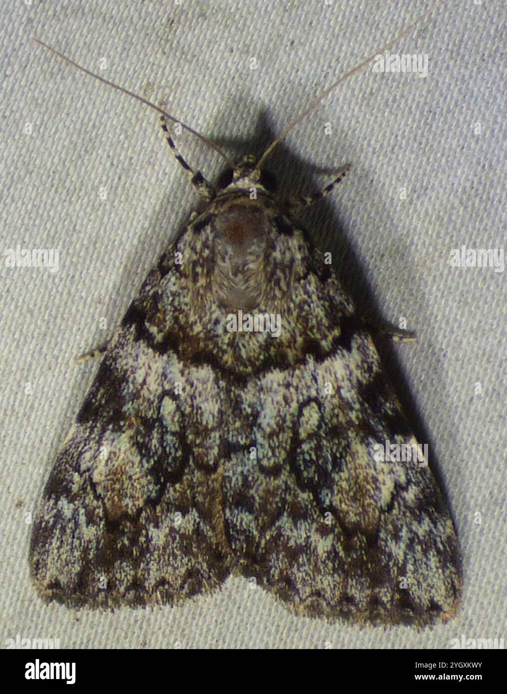 Underwing Moths (Catocala Stock Photo - Alamy