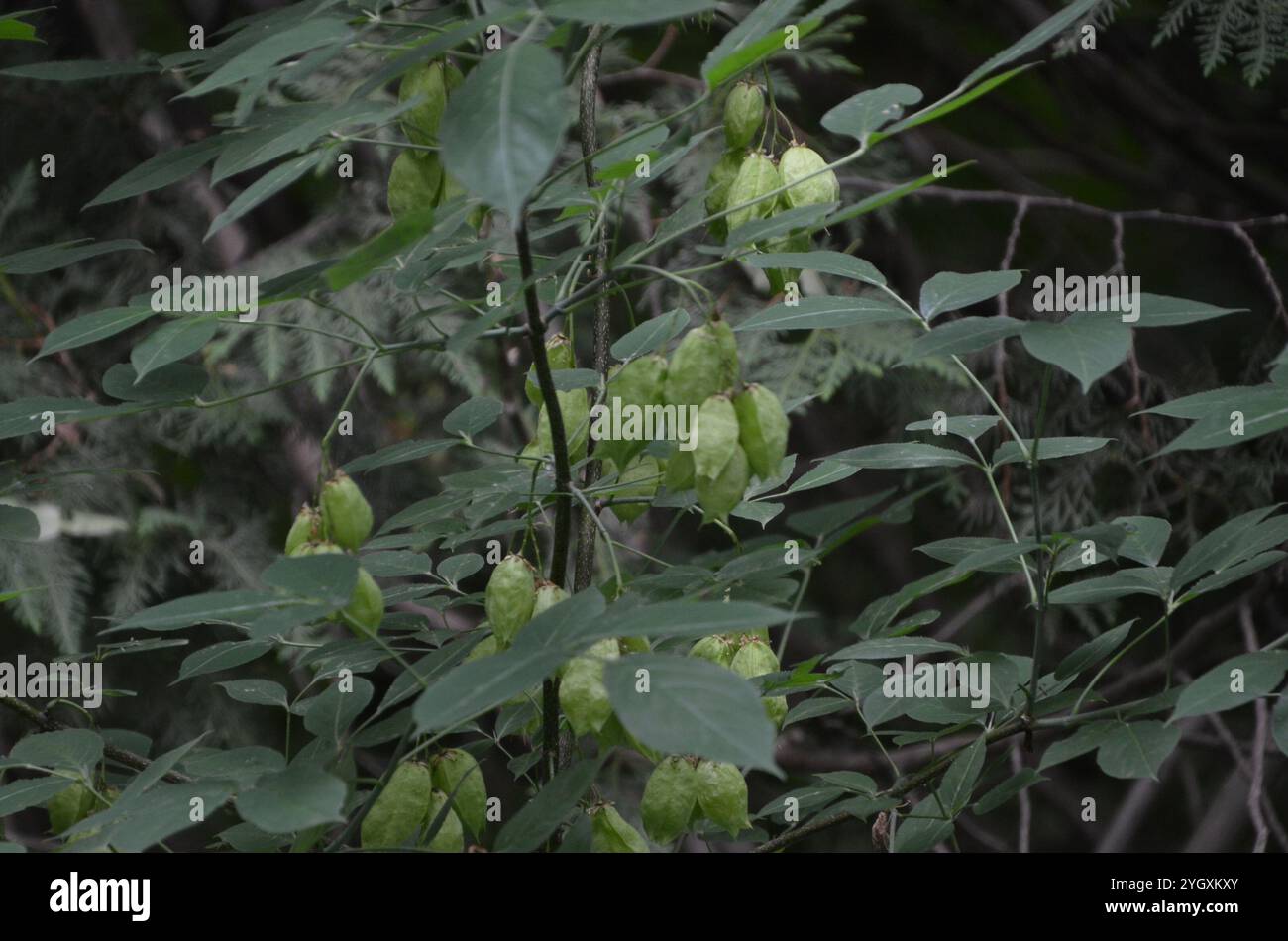 American bladdernut (Staphylea trifolia Stock Photo - Alamy