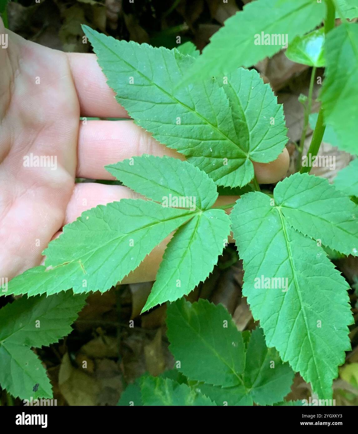 Goutweed (Aegopodium podagraria Stock Photo - Alamy