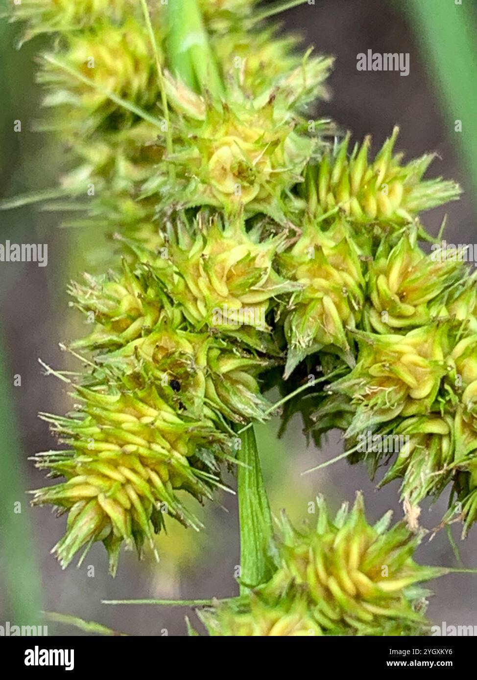 fox sedge (Carex vulpinoidea Stock Photo - Alamy