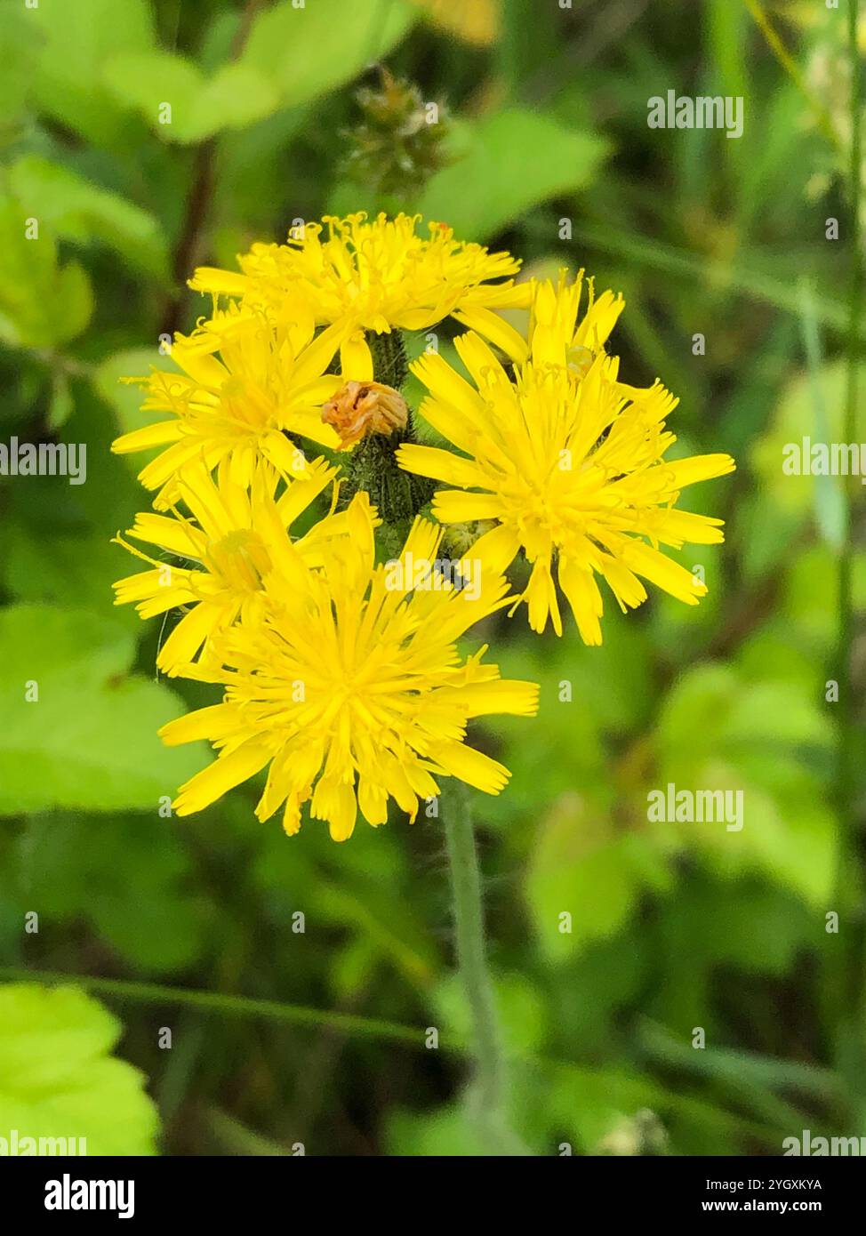 meadow hawkweed (Pilosella caespitosa Stock Photo - Alamy