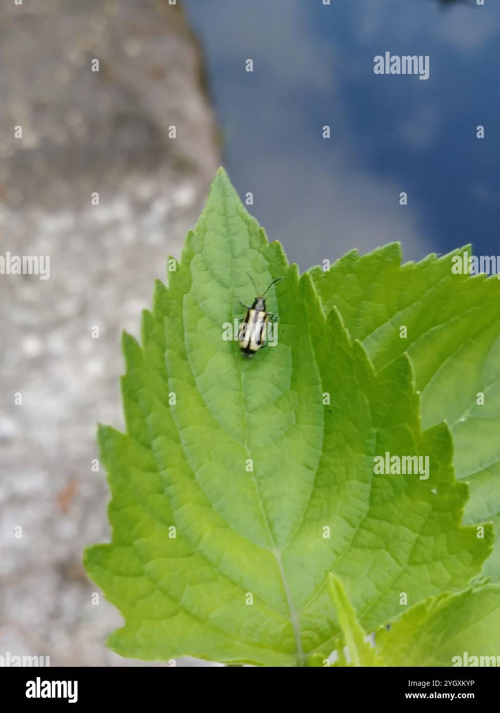 Alligatorweed Flea Beetle (Agasicles hygrophila Stock Photo - Alamy