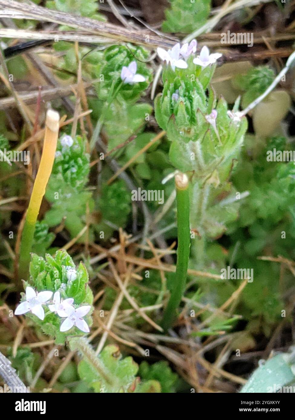 Field madder (Sherardia arvensis Stock Photo - Alamy