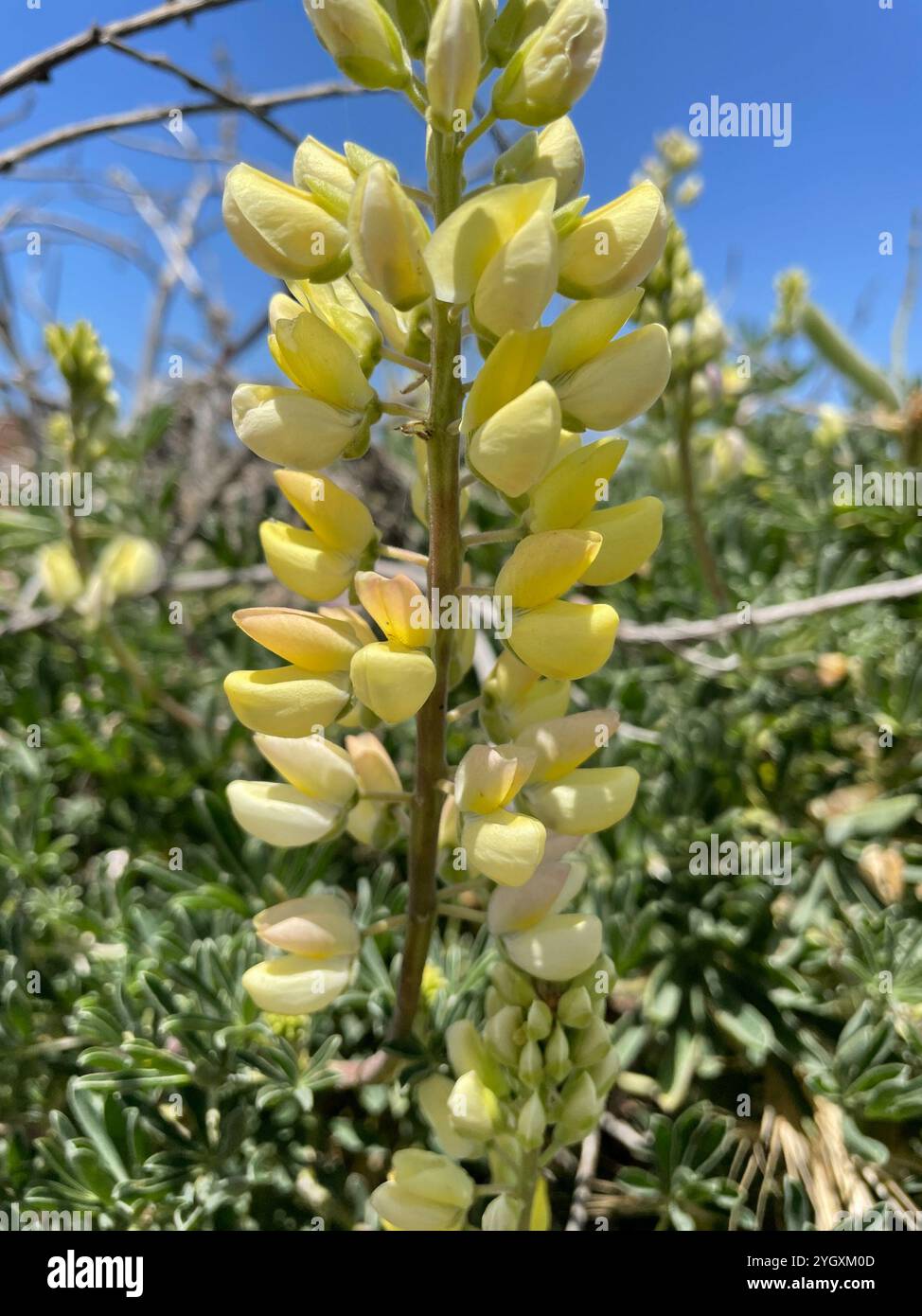 coastal bush lupine (Lupinus arboreus Stock Photo - Alamy