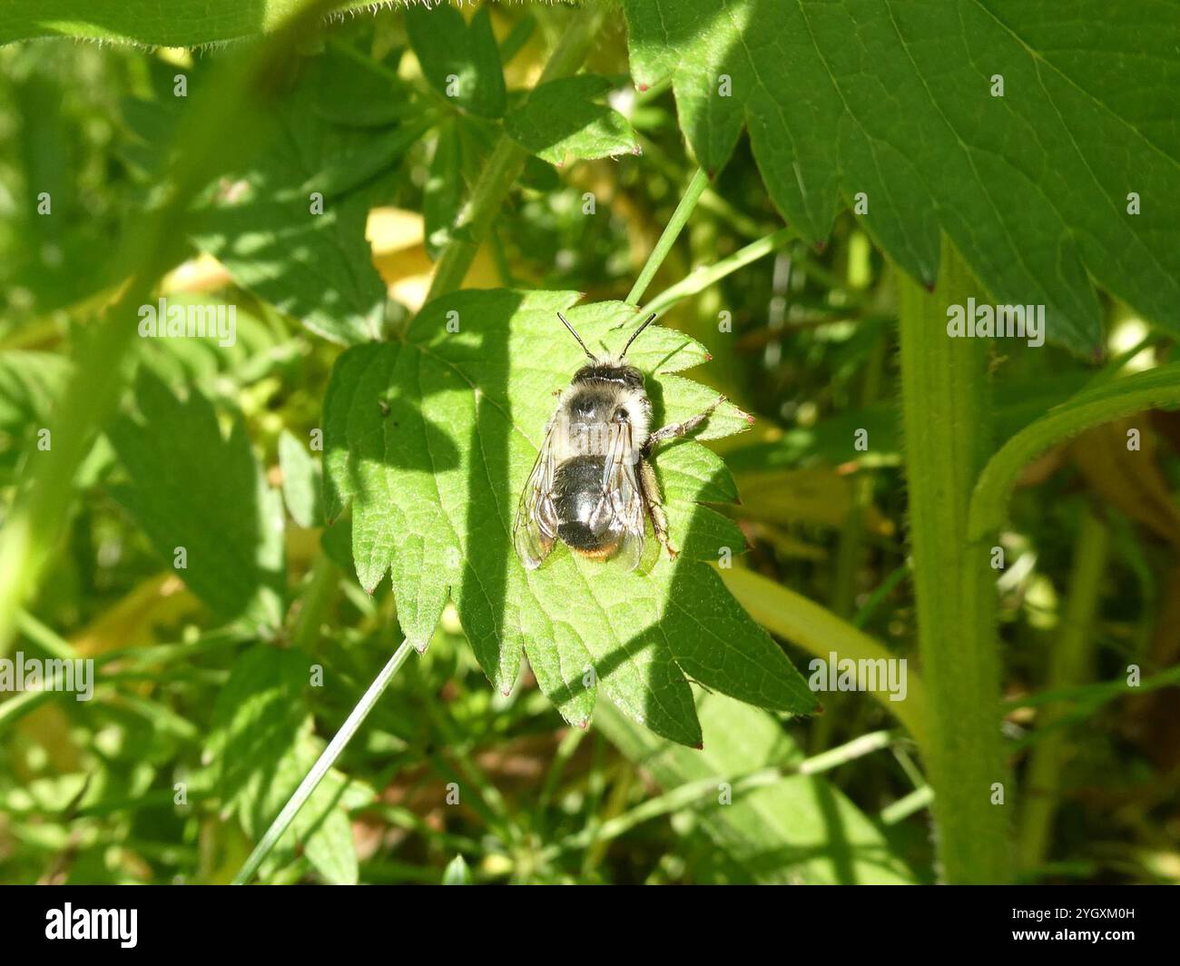 Orange-tipped Wood-digger (Anthophora terminalis Stock Photo - Alamy