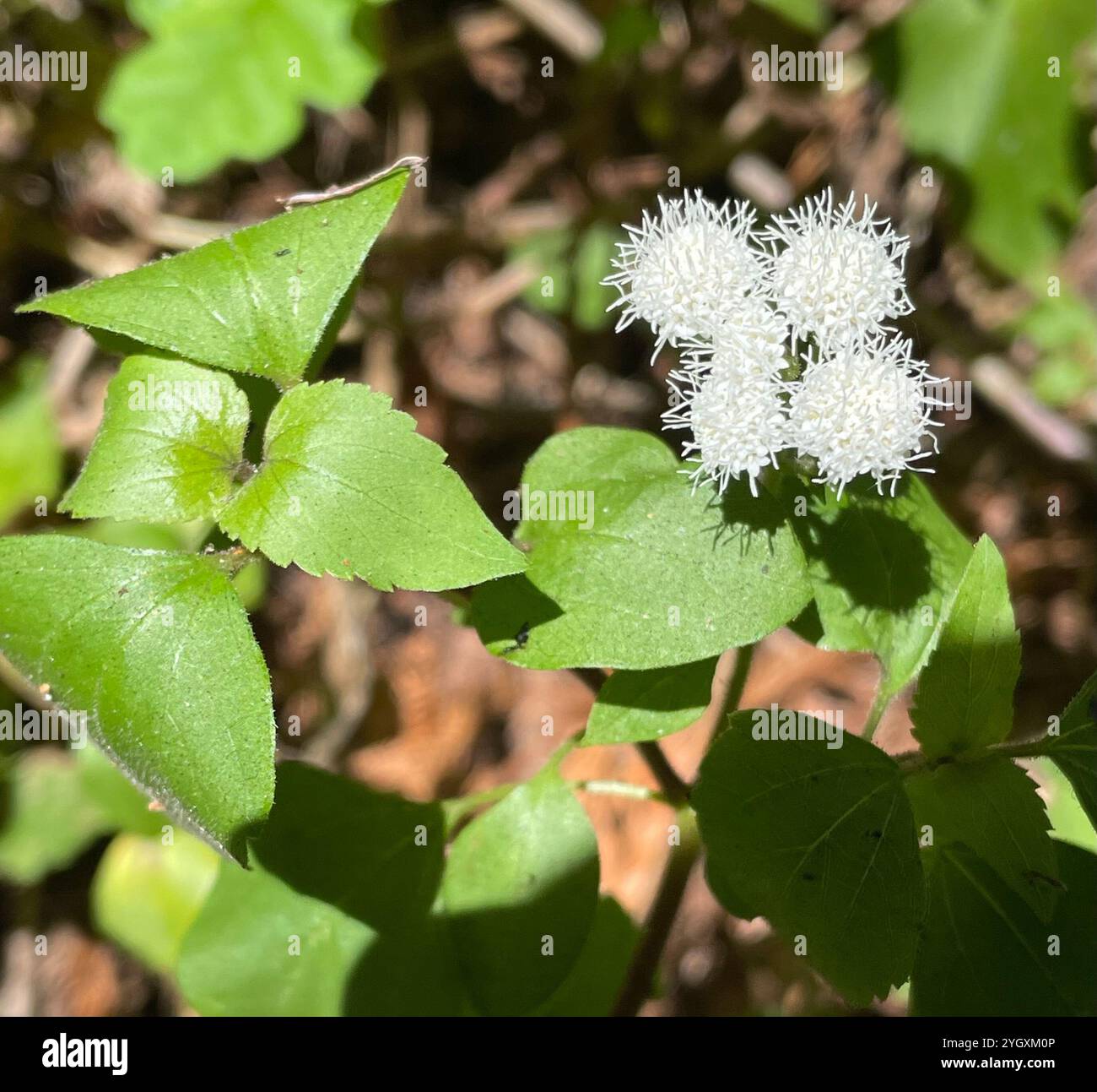 Crofton Weed (Ageratina adenophora Stock Photo - Alamy