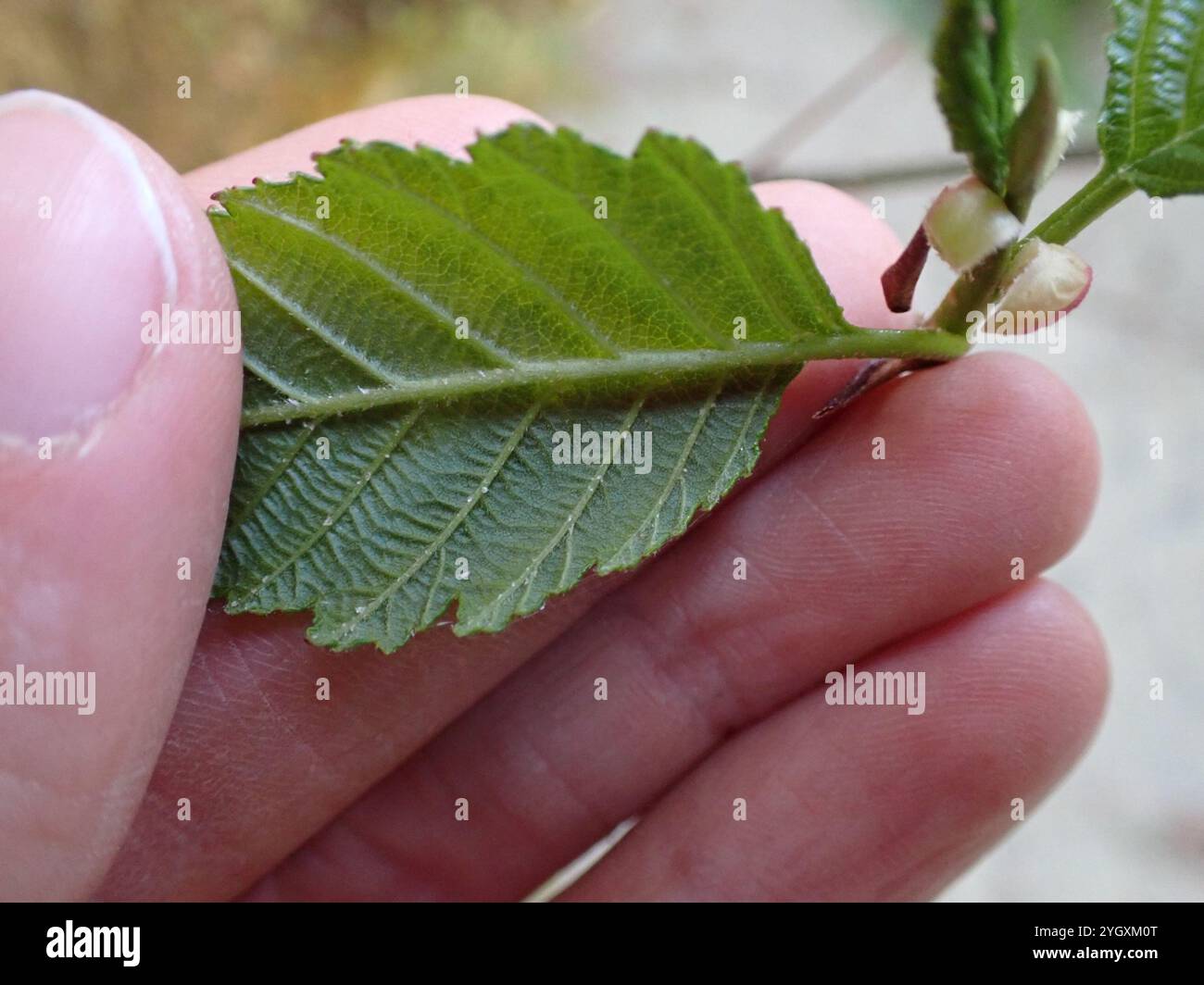 Red Alder (Alnus rubra Stock Photo - Alamy