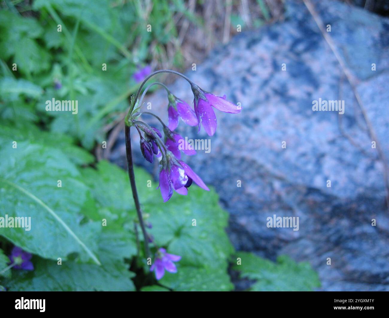 Bear's-ear Sanicle (Primula matthioli Stock Photo - Alamy