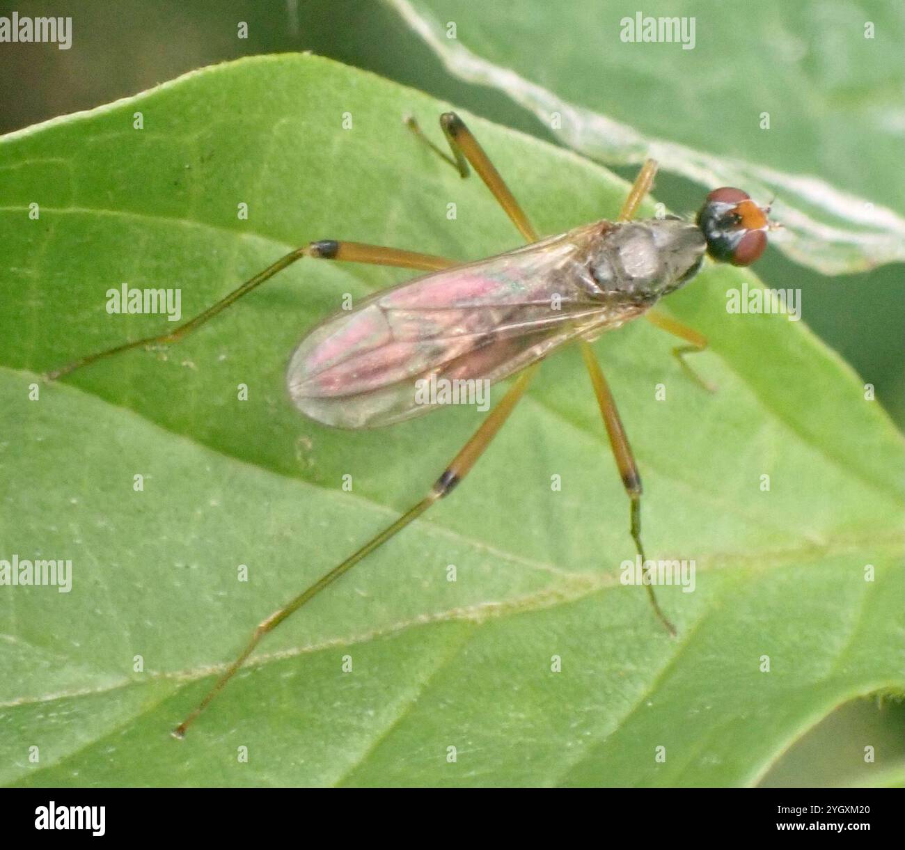 Neria cibaria hi-res stock photography and images - Alamy