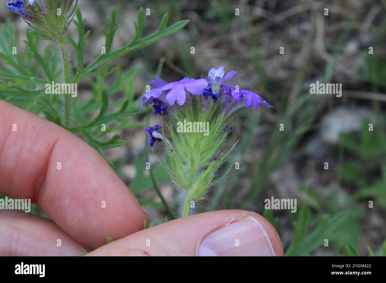 Dakota mock vervain (Glandularia bipinnatifida Stock Photo - Alamy
