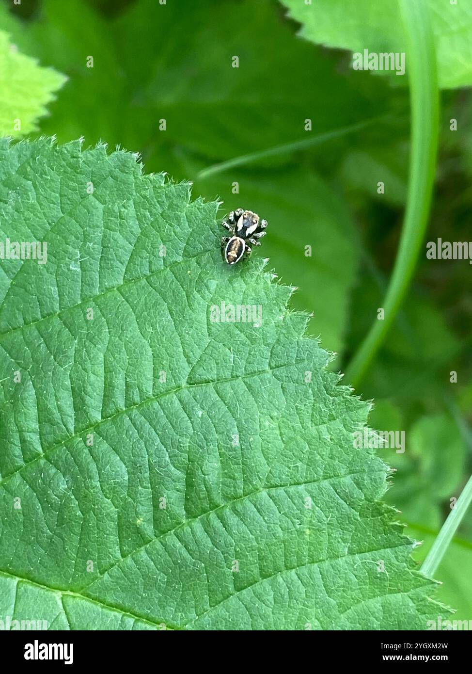 Woodland Jumping Spider (Evarcha falcata Stock Photo - Alamy