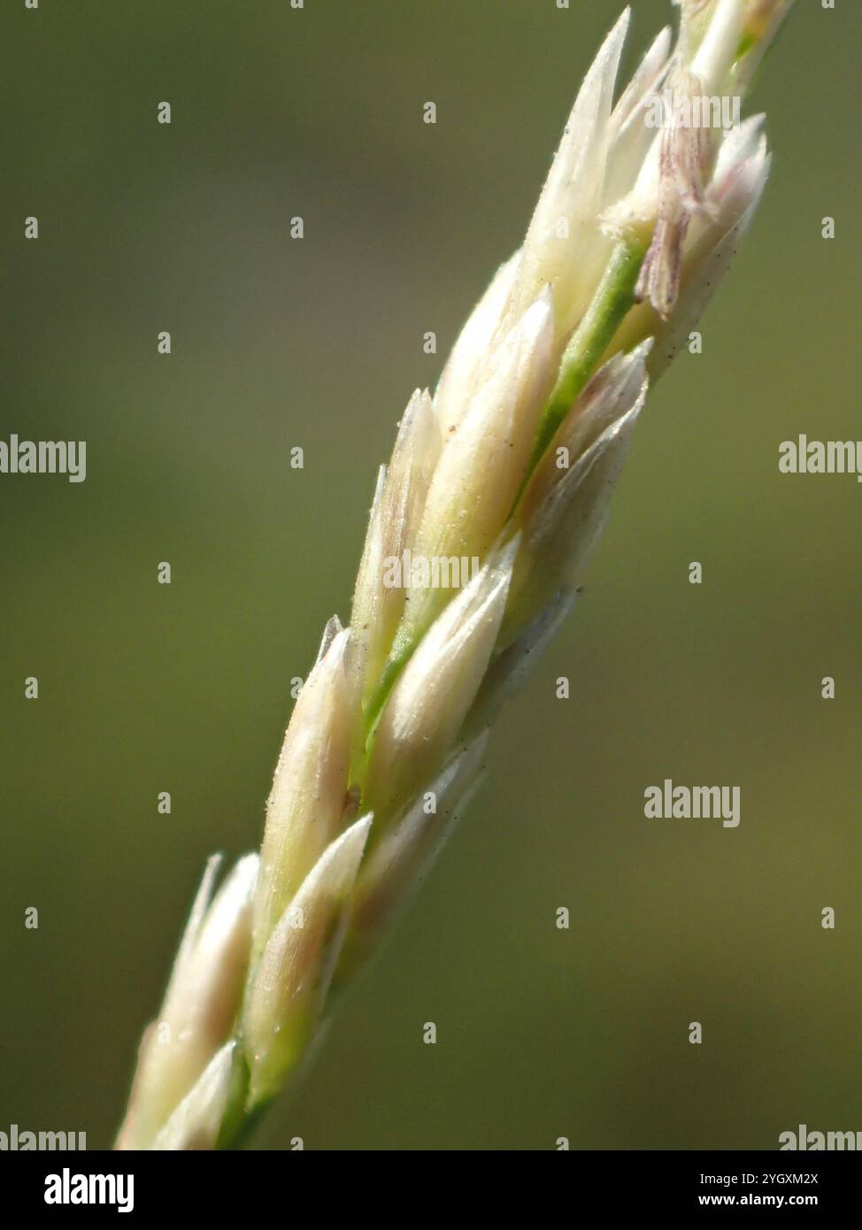 Seashore dropseed hi-res stock photography and images - Alamy
