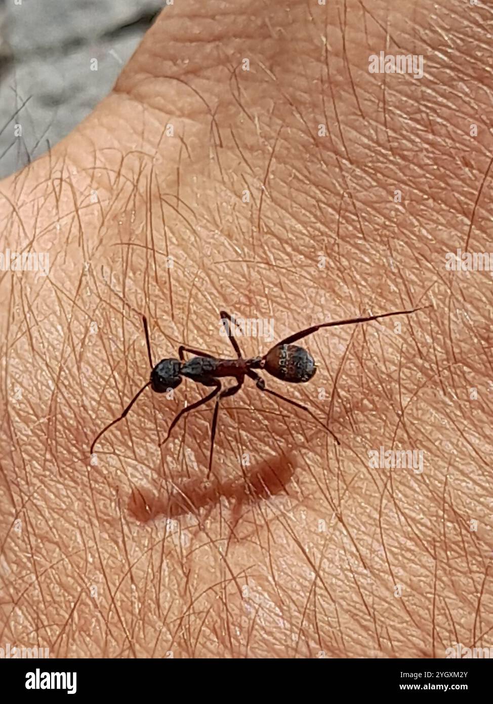 Blood-spotted Sugar Ant (Camponotus cruentatus Stock Photo - Alamy