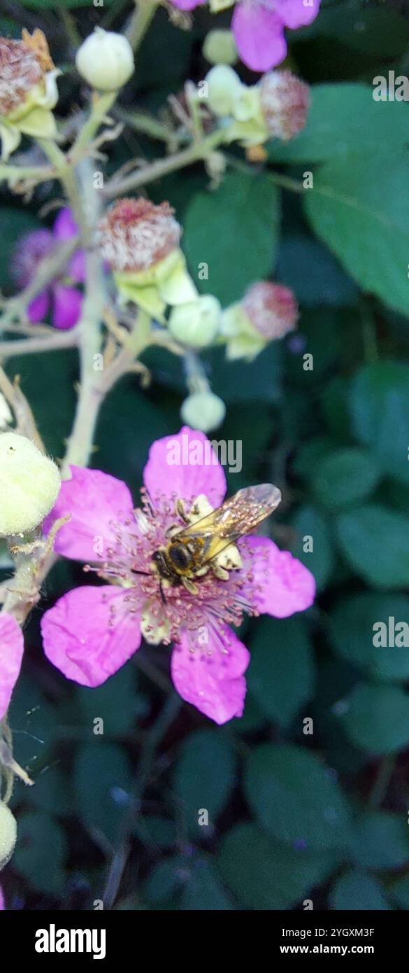 Mining Bees (Andrena Stock Photo - Alamy