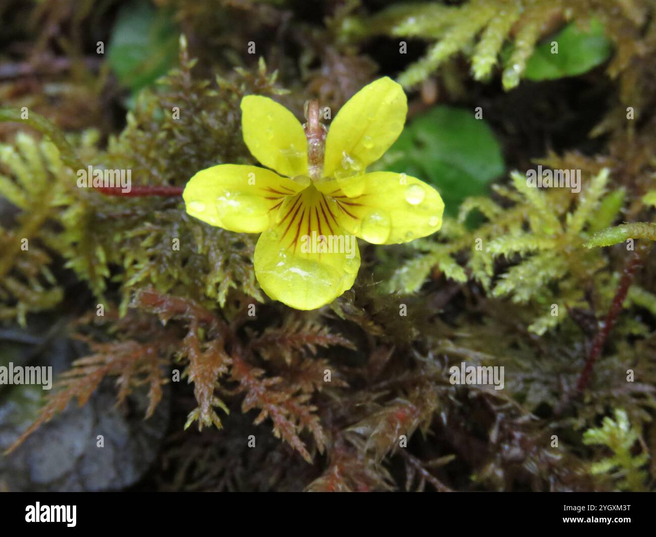 Redwood violet hi-res stock photography and images - Alamy