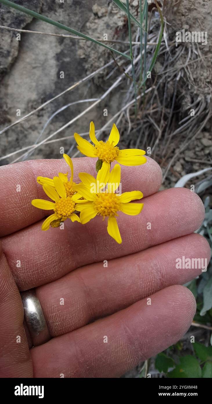 woolly groundsel (Packera cana Stock Photo - Alamy