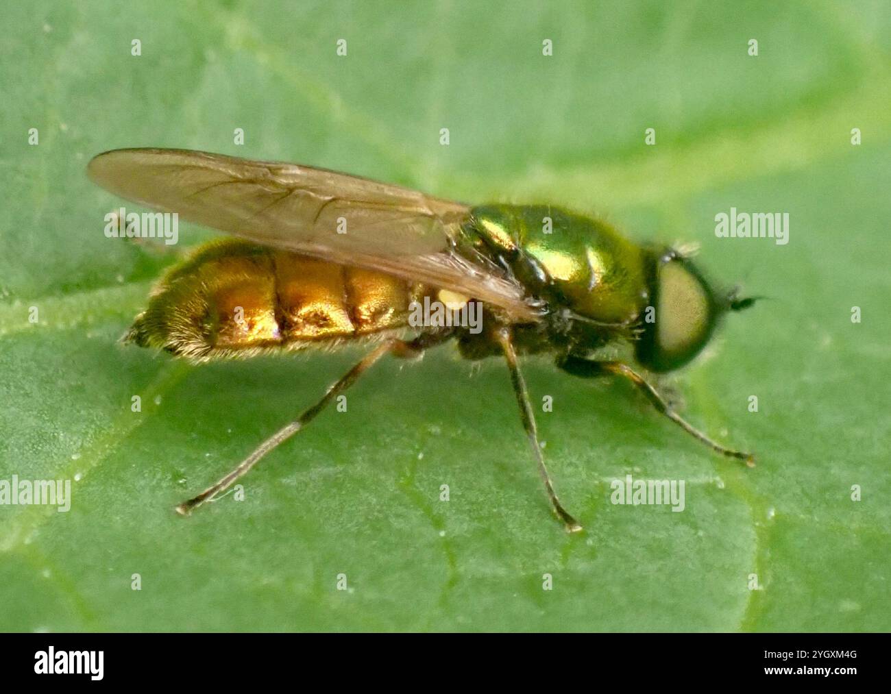 Chloromyia formosa hi-res stock photography and images - Alamy