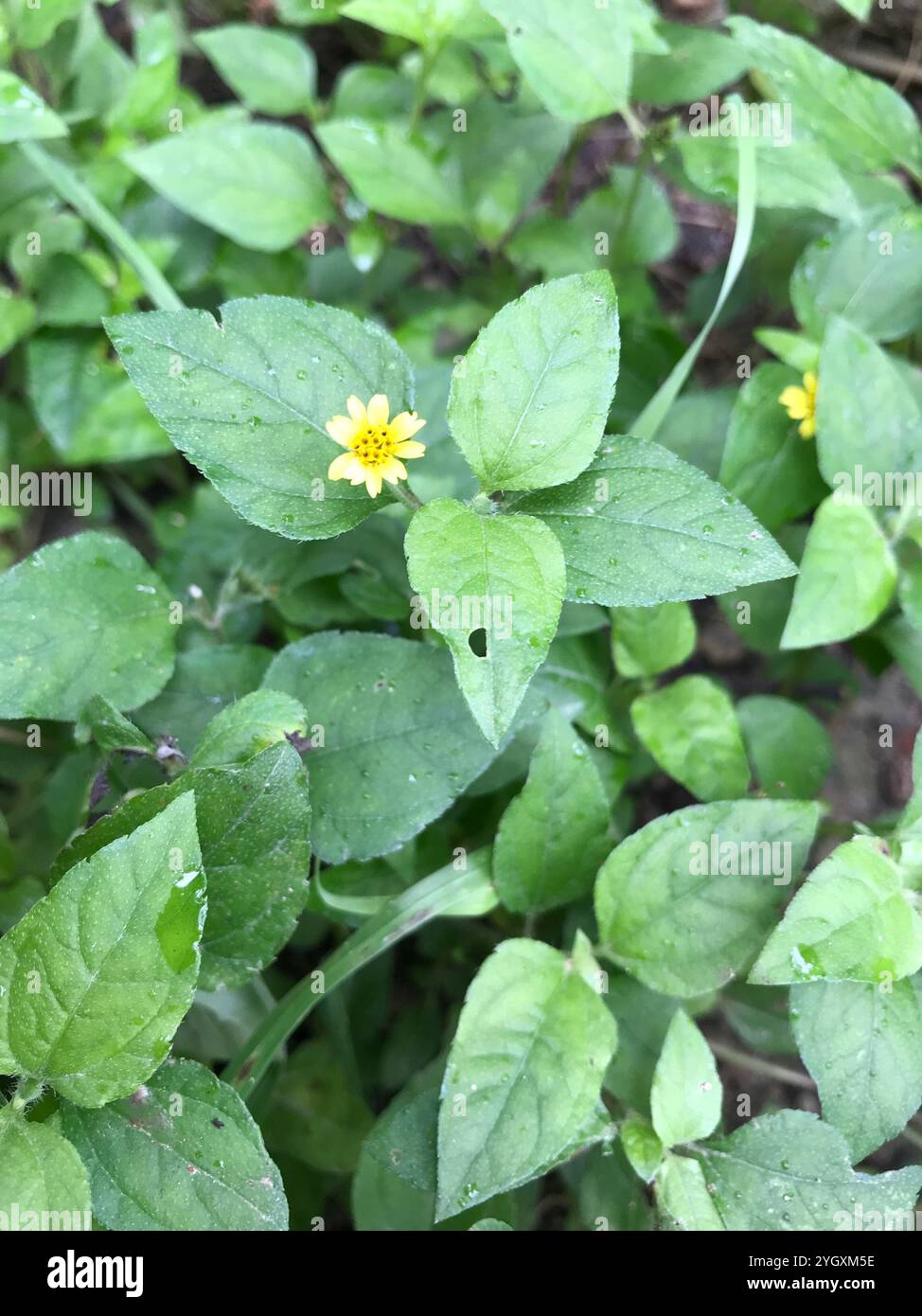 straggler daisy (Calyptocarpus vialis Stock Photo - Alamy